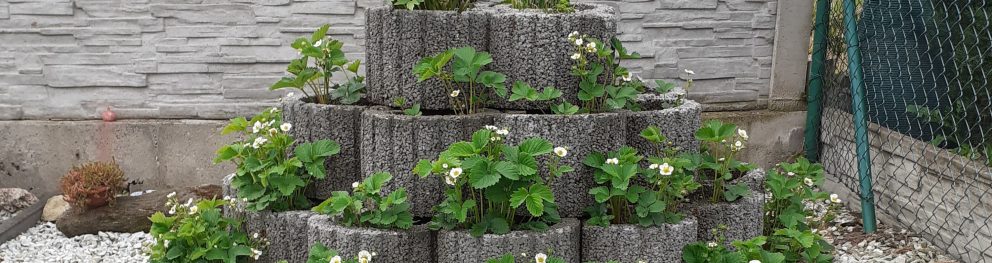 Výstavba jahodové pyramidy